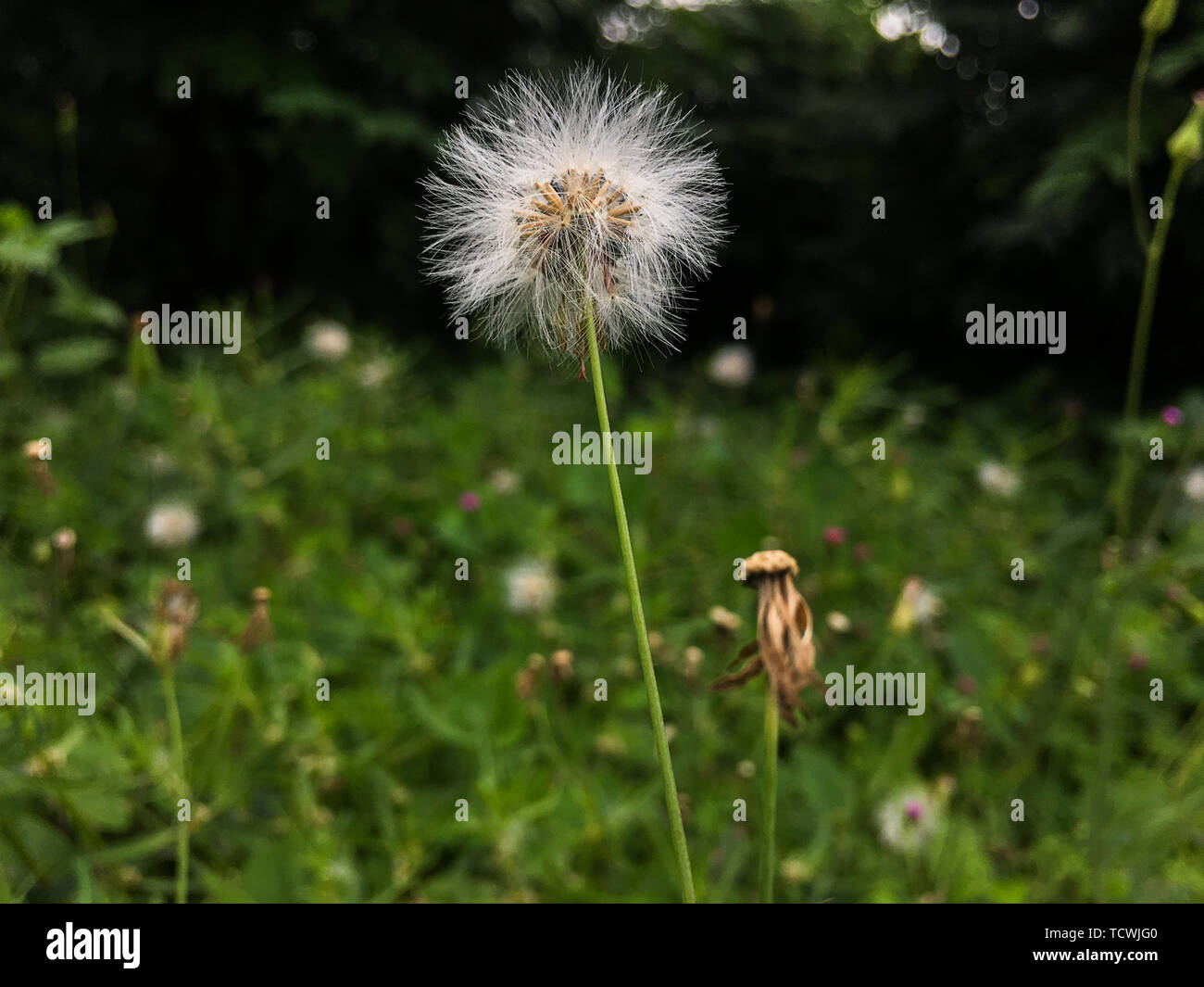 Dandelion and dry meadows hi-res stock photography and images - Alamy