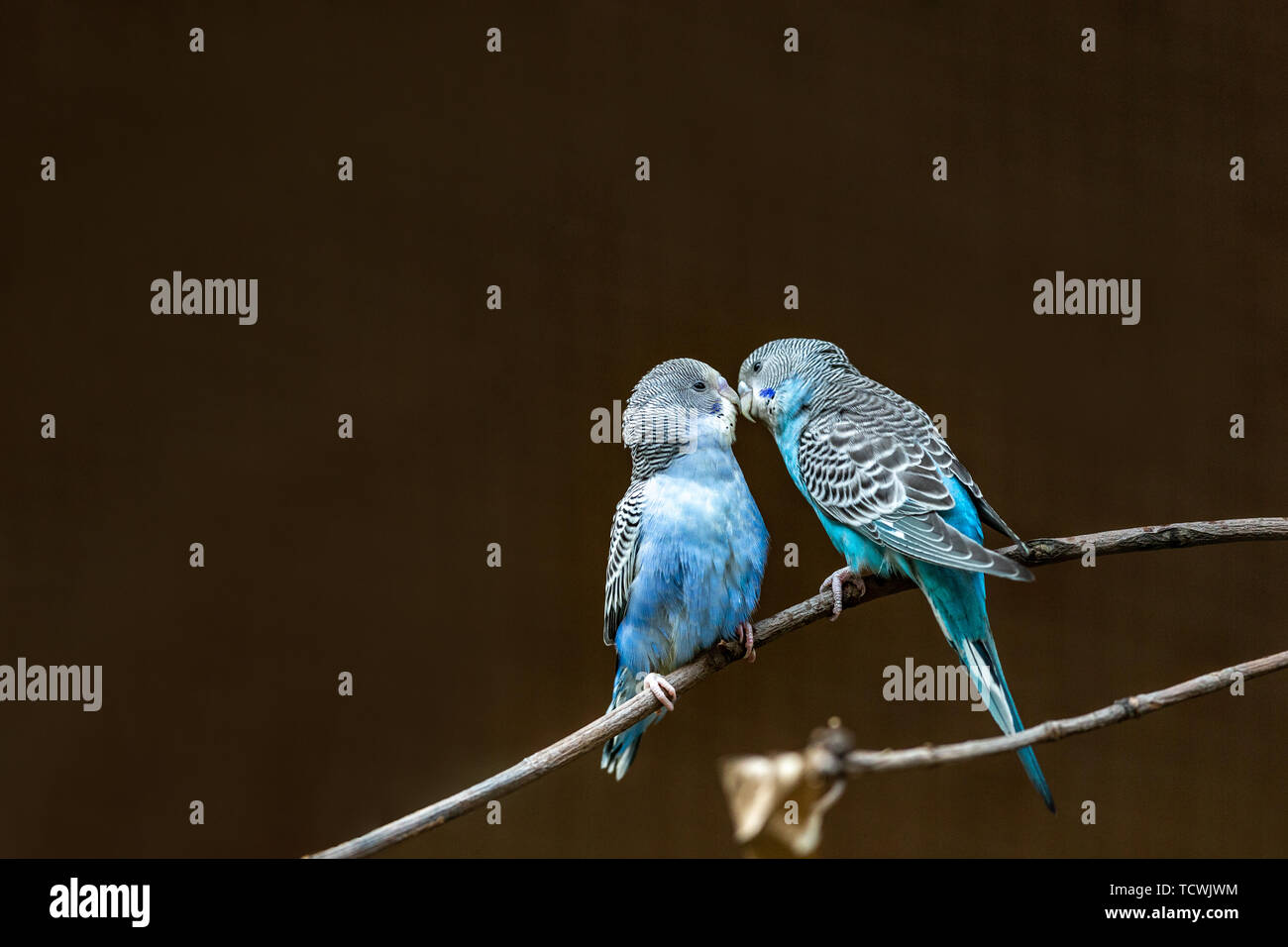 The darling of the world ----Tiger skin parrot Stock Photo - Alamy