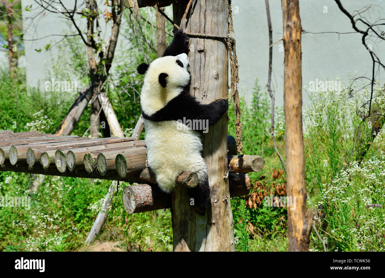 The giant panda's climbing the tree Stock Photo - Alamy