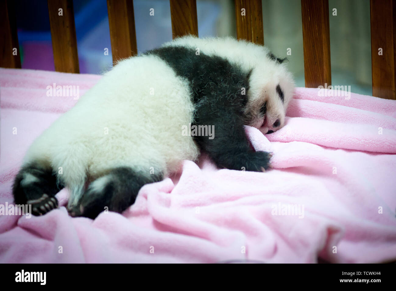 Giant panda tapir and big bear hi-res stock photography and images - Alamy