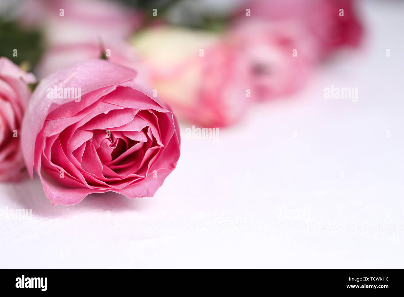 Pink roses on white background Stock Photo - Alamy