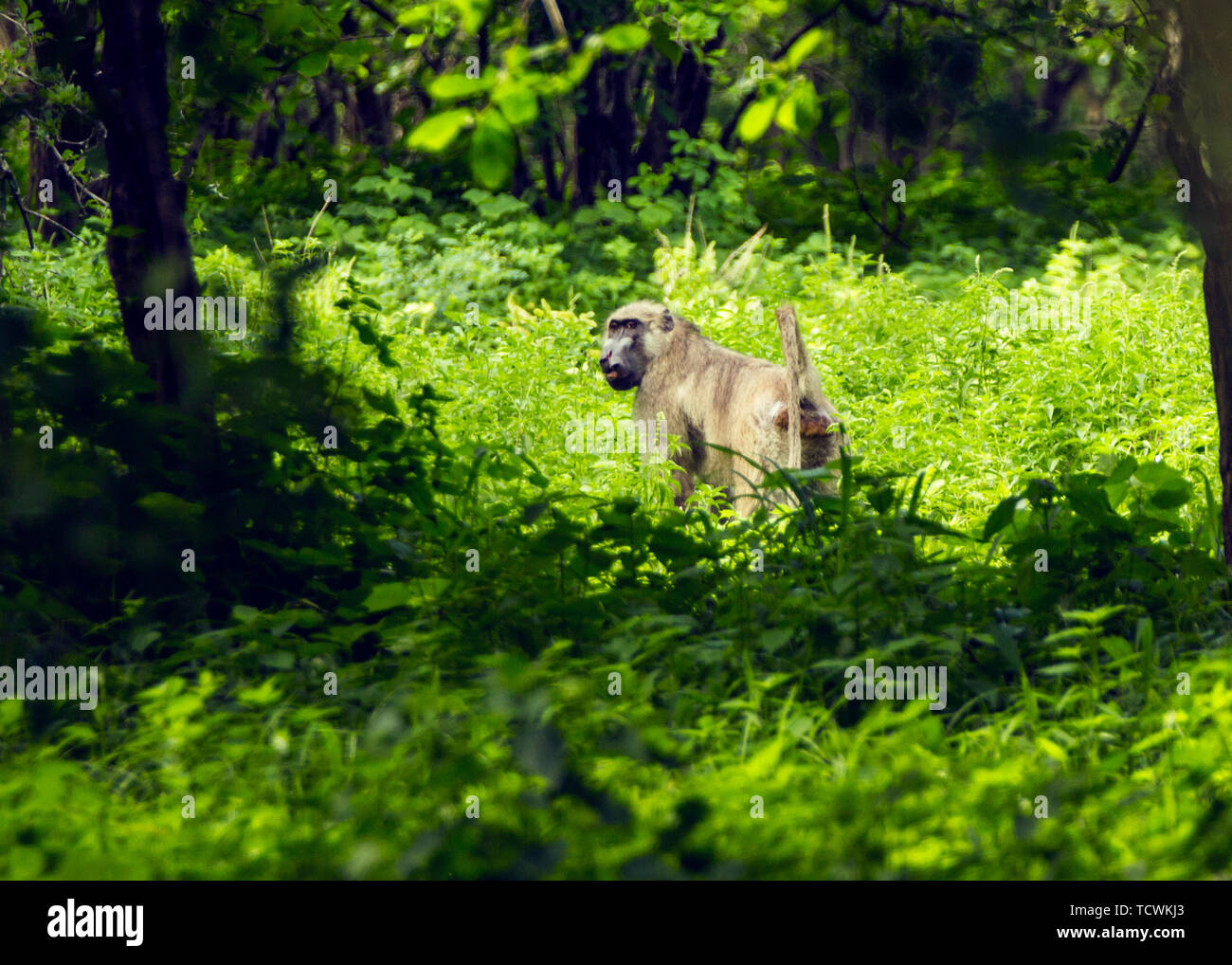 Africa, Zimbabwe, mana wildlife, national park, animals, baboons ...