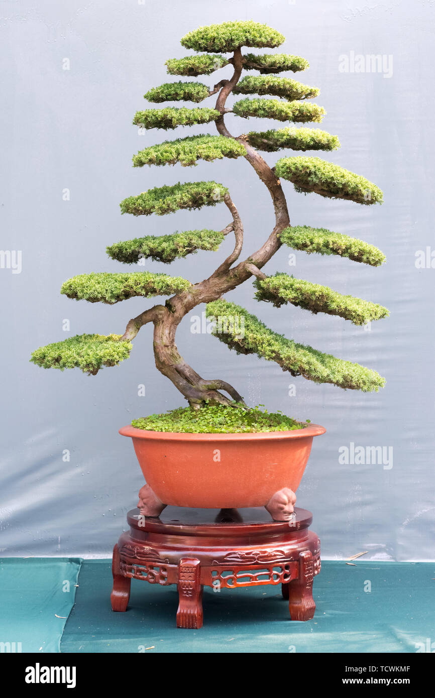 Potted plants in Chengdu Park, Sichuan Stock Photo - Alamy