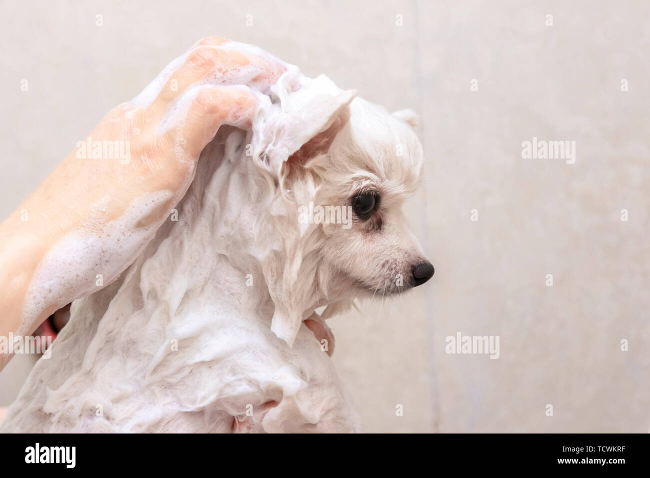 Bathing dog hi-res stock photography and images - Alamy