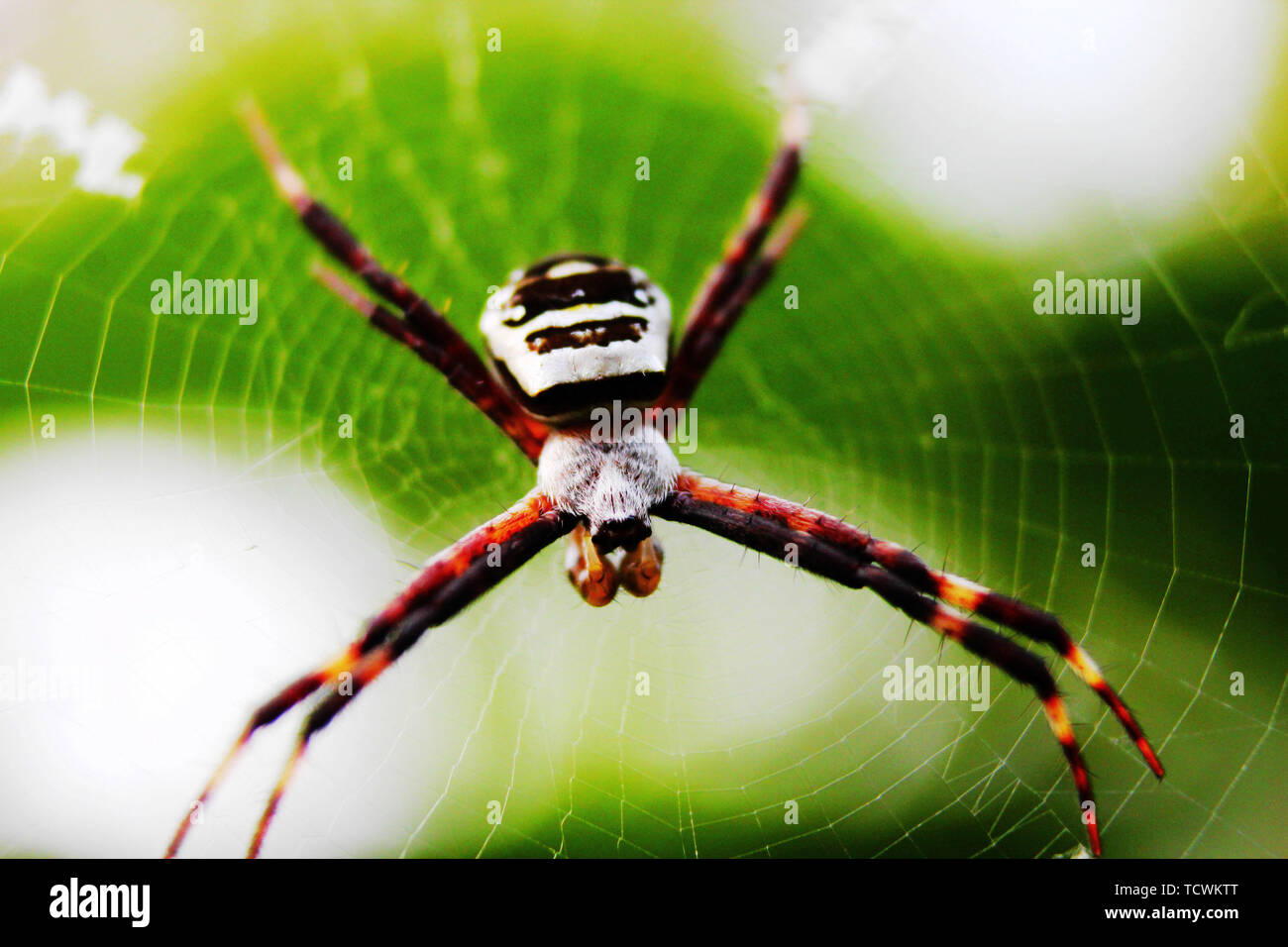 Spider shaped class hi-res stock photography and images - Alamy