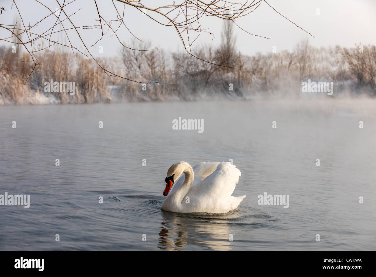 A warts-nosed swan swimming in hot springs in Yili, Xinjiang in winter ...