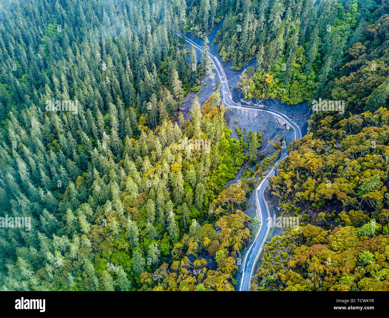 The path of Forest Lee Stock Photo - Alamy