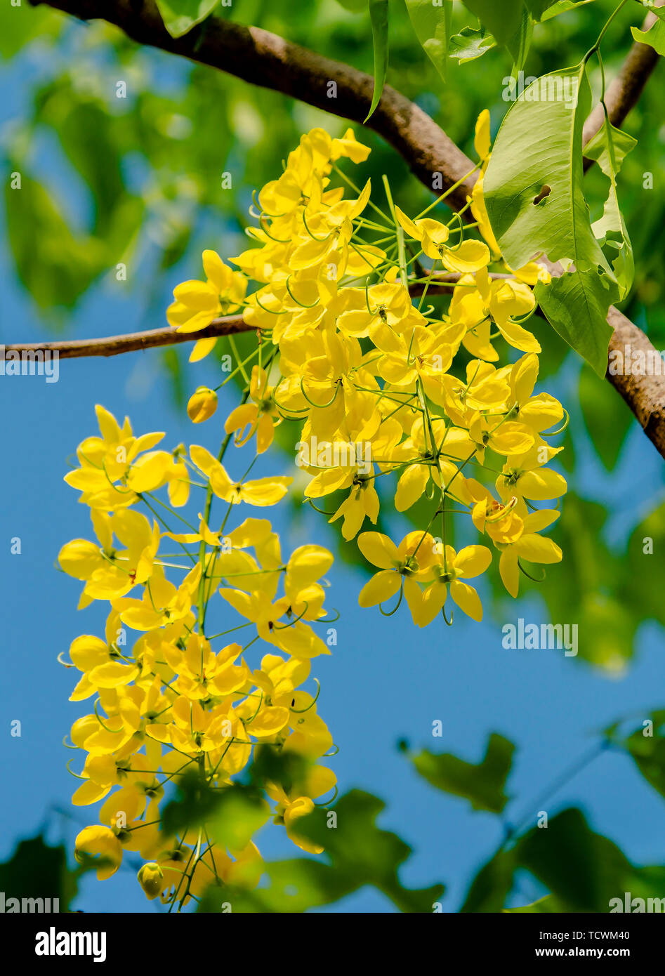 Outdoor gold planting grain hi-res stock photography and images - Alamy