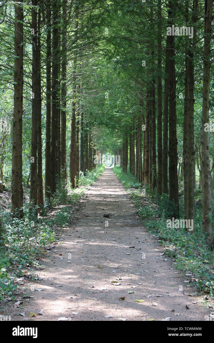 End of the forest road Stock Photo - Alamy