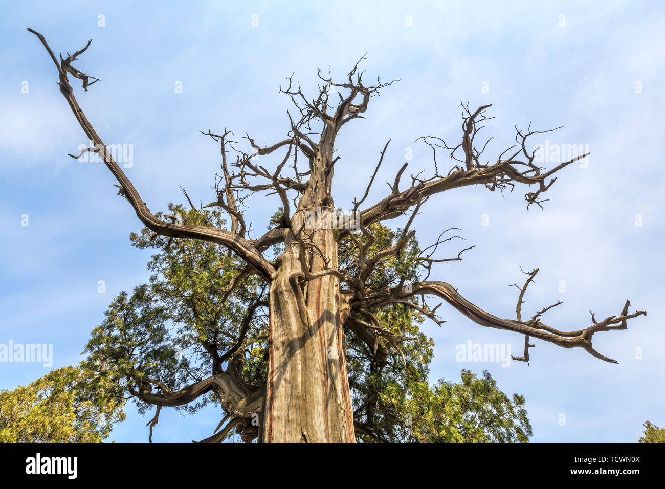 Ancient cypress trees hi-res stock photography and images - Alamy