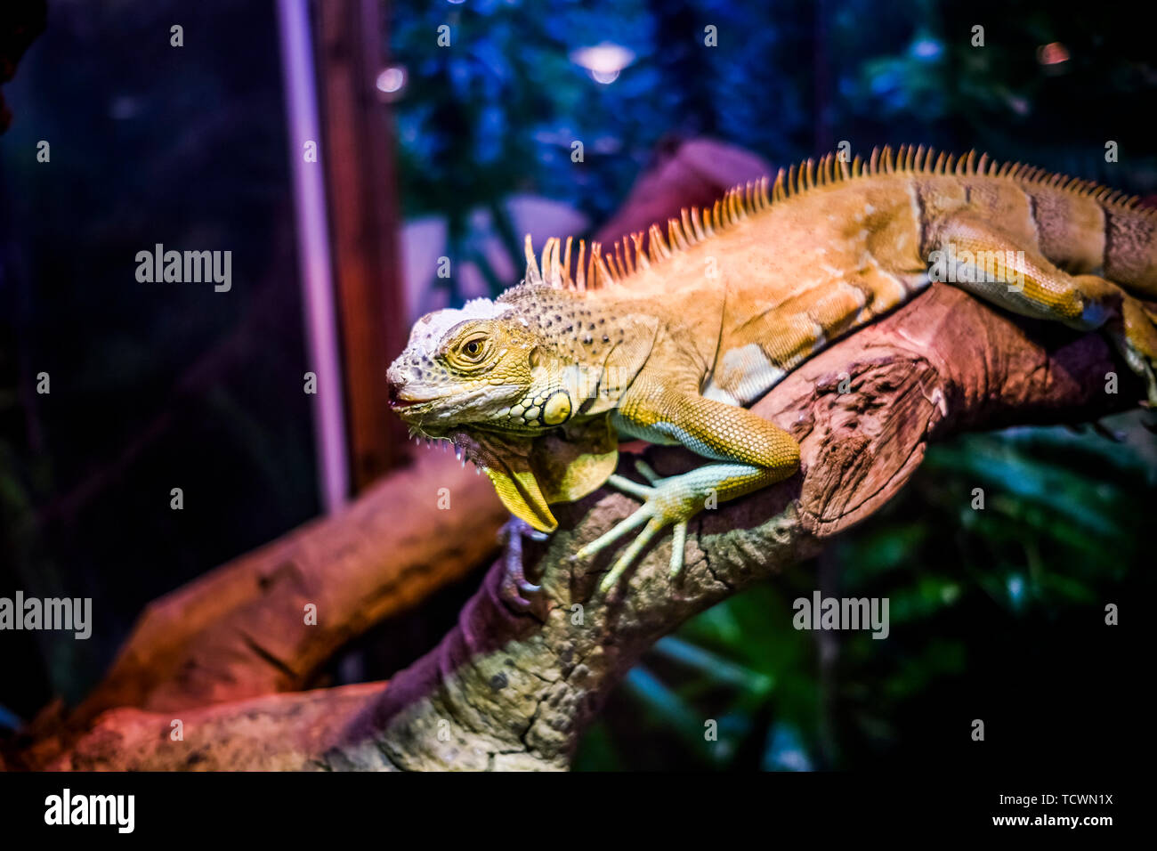 Portrait man lizard head hi-res stock photography and images - Alamy