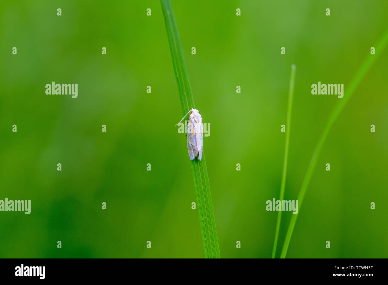 Moths on grass Stock Photo - Alamy