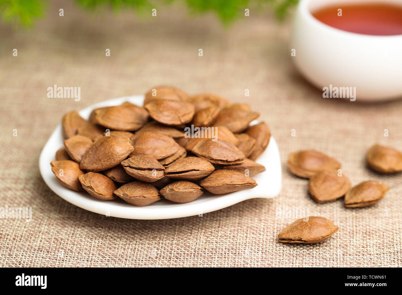 Open little Ginkgo biloba Stock Photo - Alamy