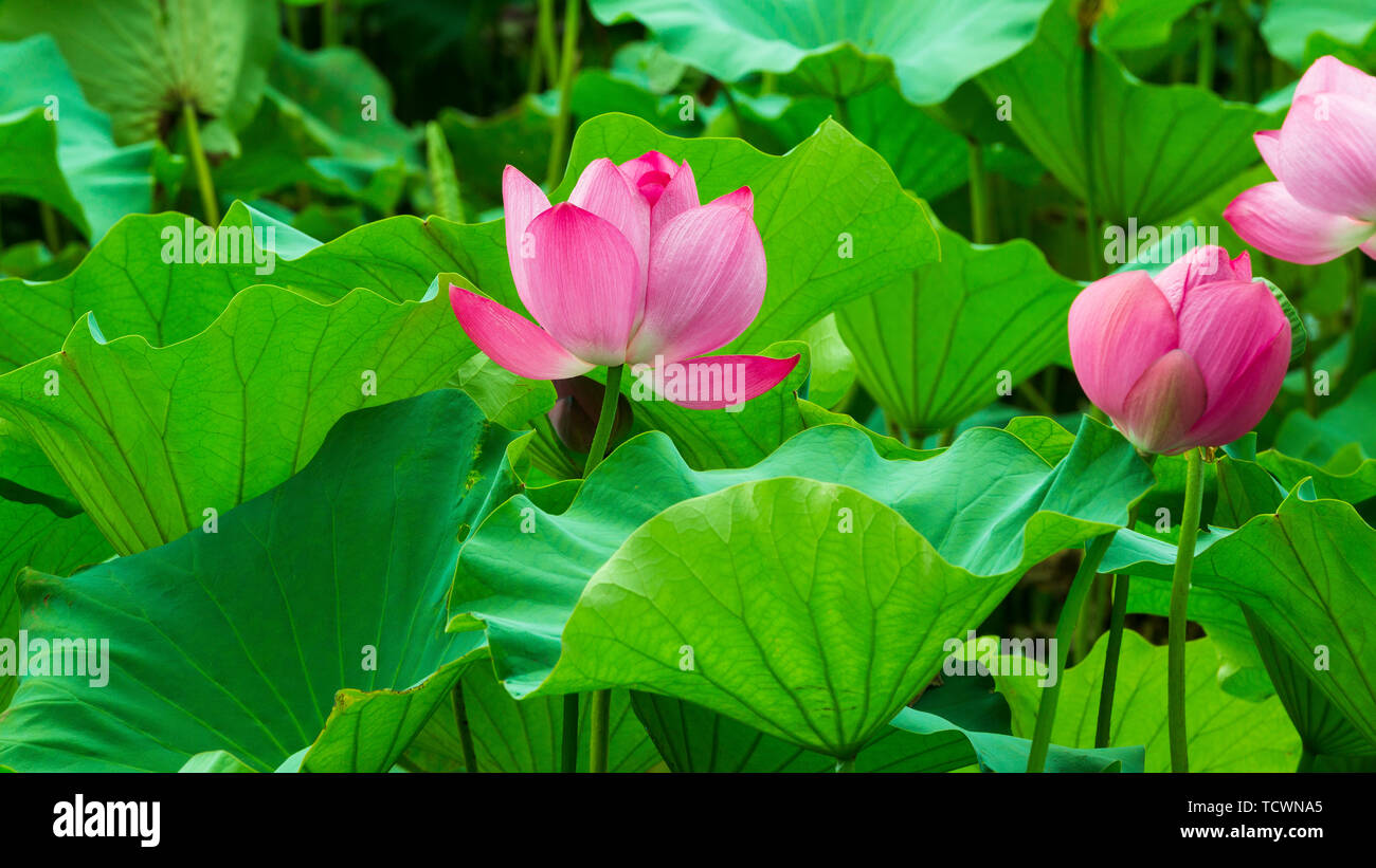 Lotus rhyme and lotus rhyme hi-res stock photography and images - Alamy