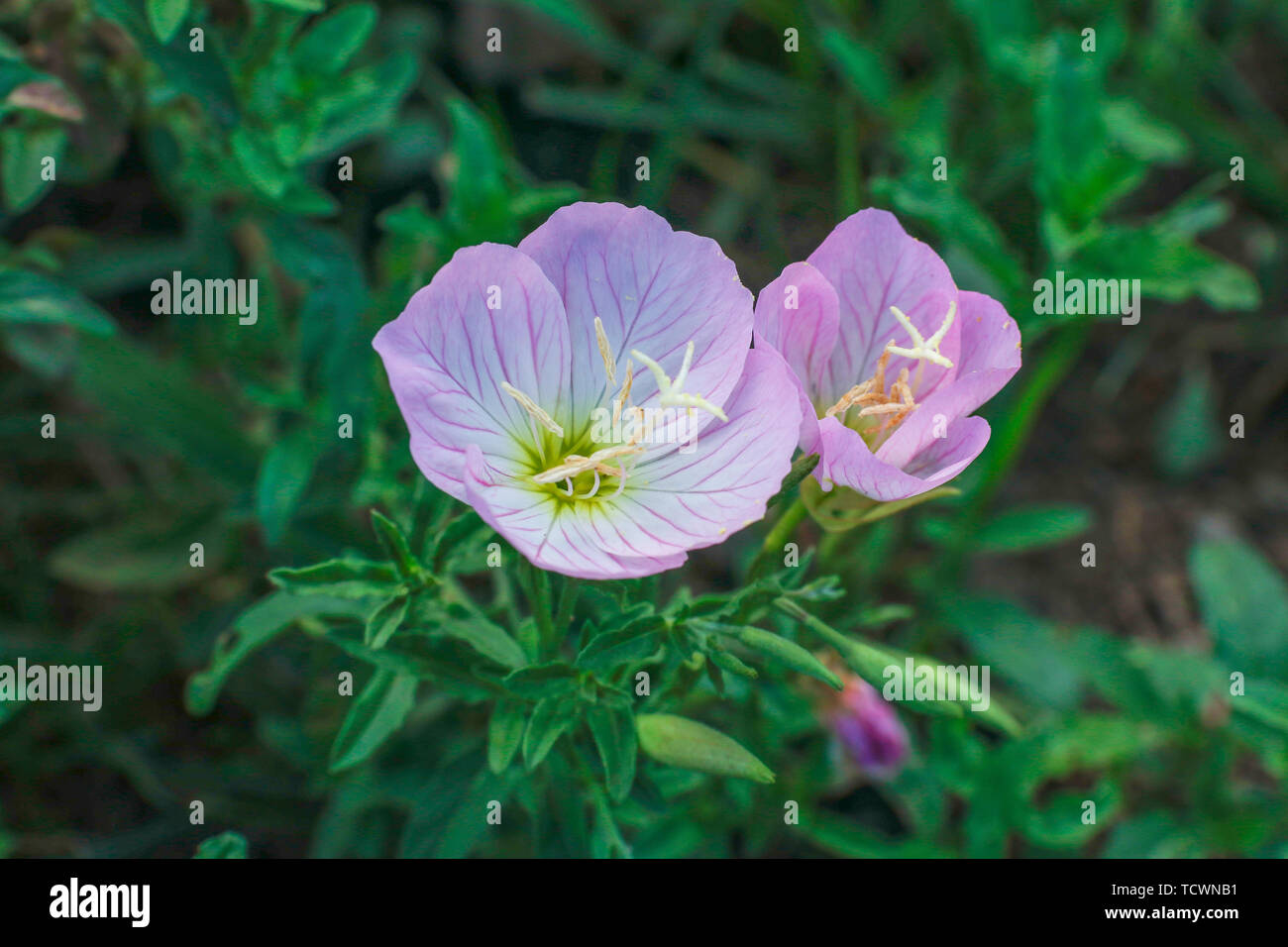 Flared petals hi-res stock photography and images - Alamy