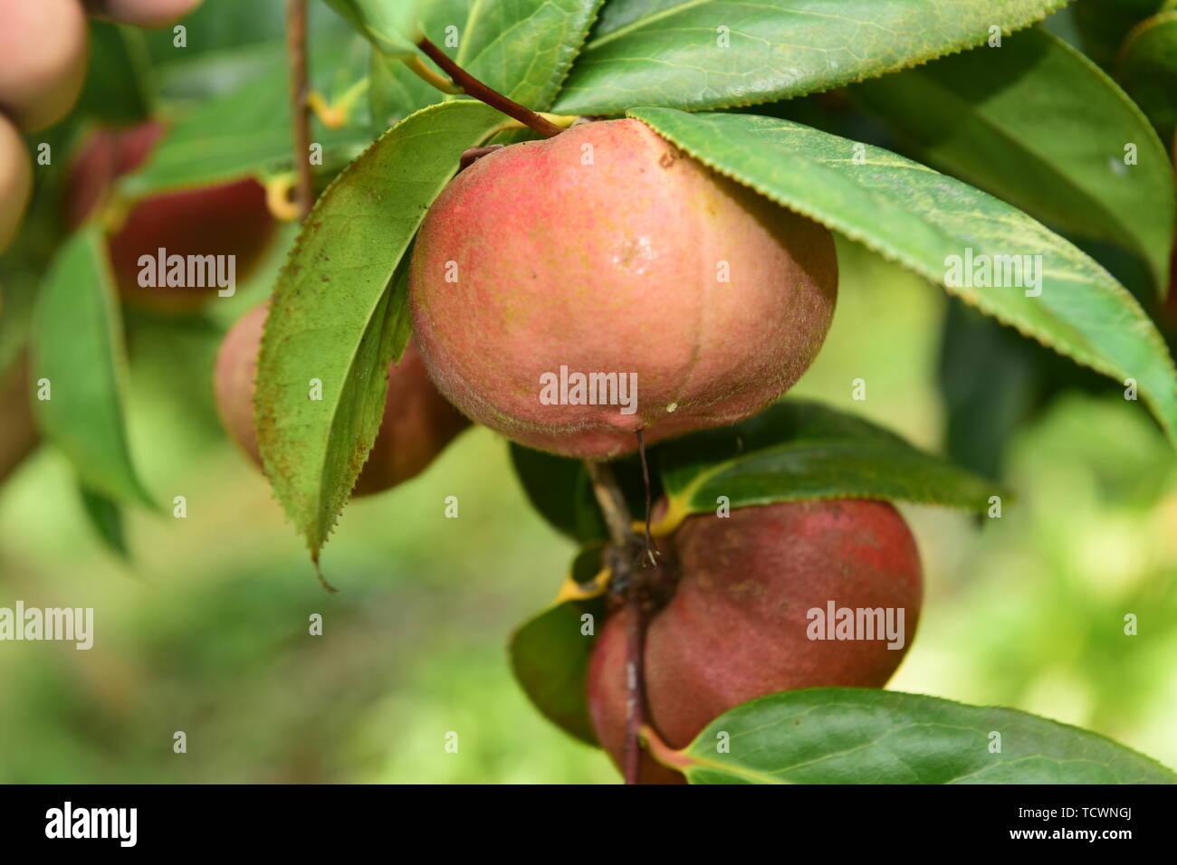 Oil tea, tea fruit Stock Photo - Alamy