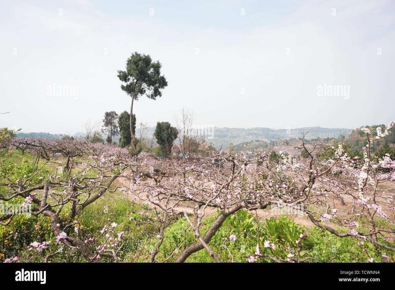 Peach blossoms bloom in Longquanyi, Chengdu Stock Photo - Alamy