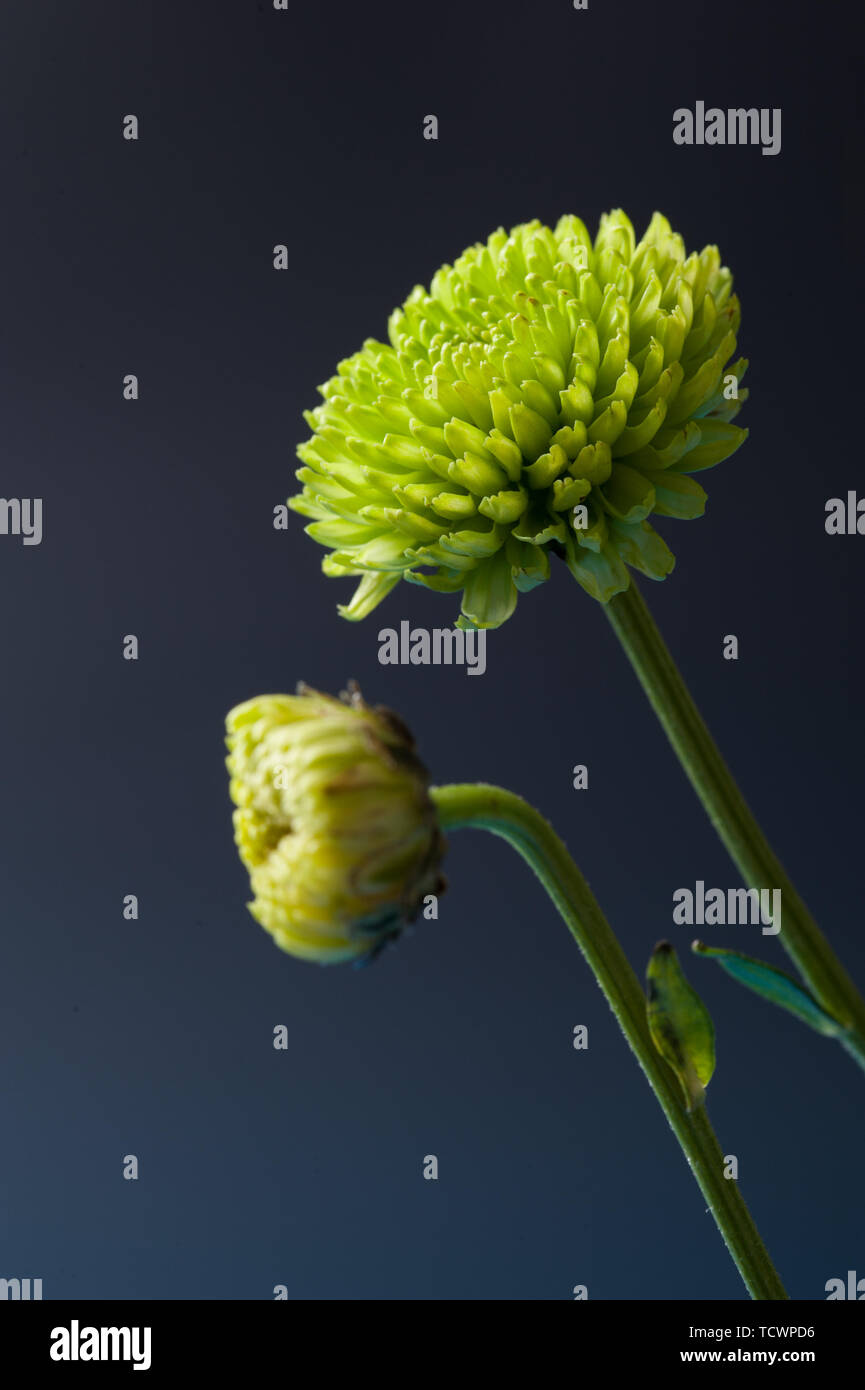 Mini chrysanthemum hi-res stock photography and images - Alamy