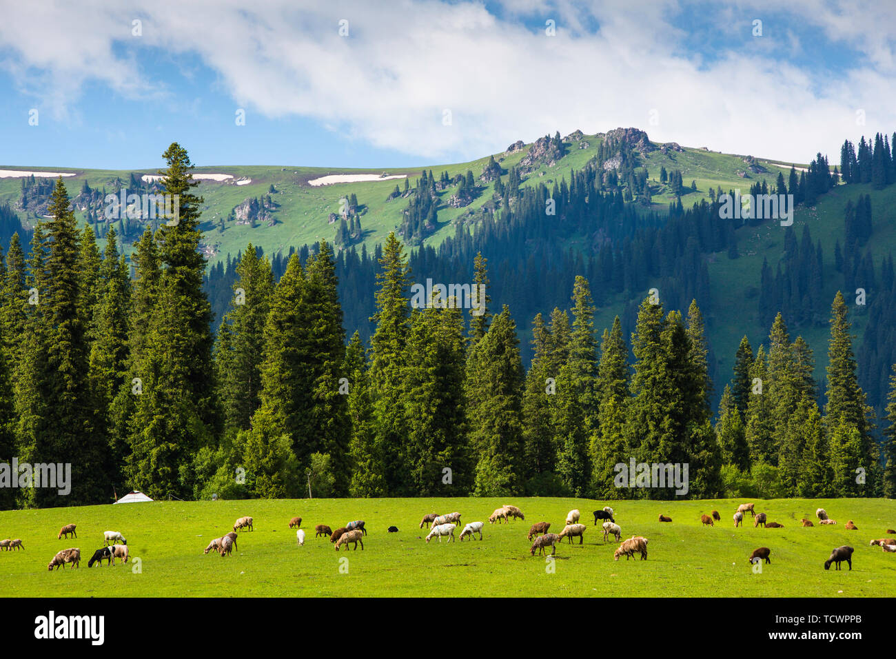 Xinjiang Narati Prairie High Resolution Stock Photography and Images ...