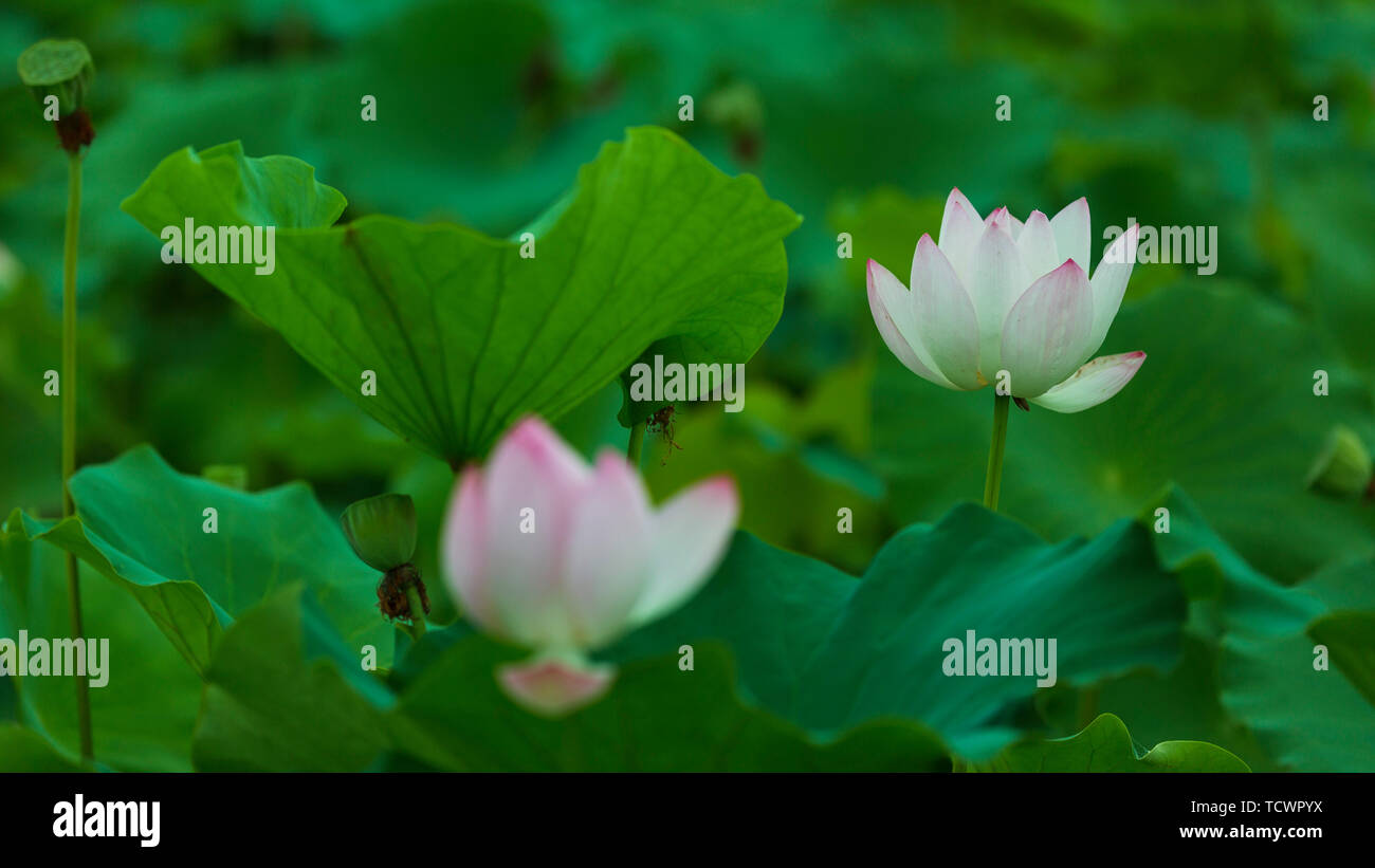 Lotus rhyme and lotus rhyme hi-res stock photography and images - Alamy