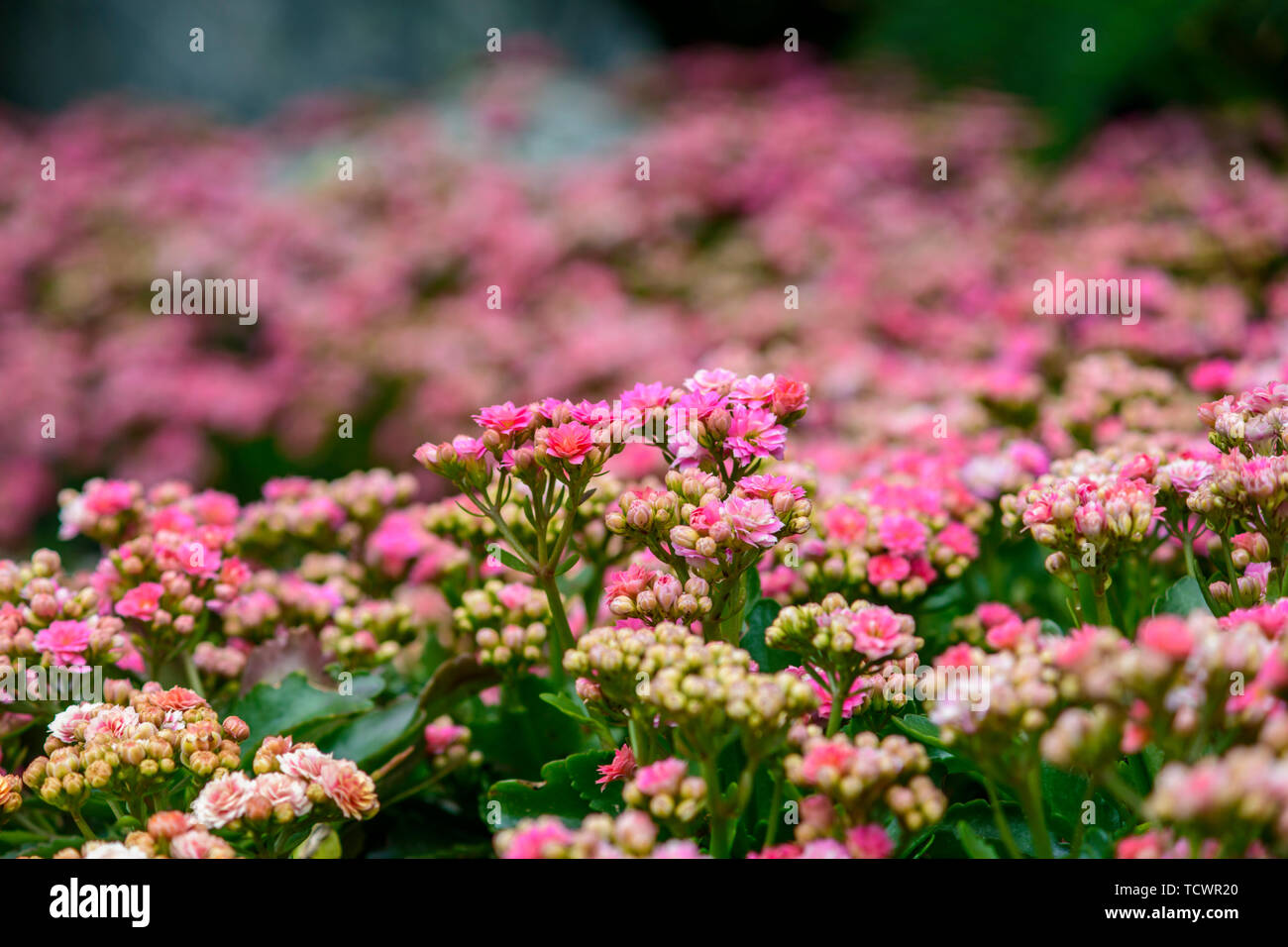 Gardening plants longevity flowers Stock Photo - Alamy