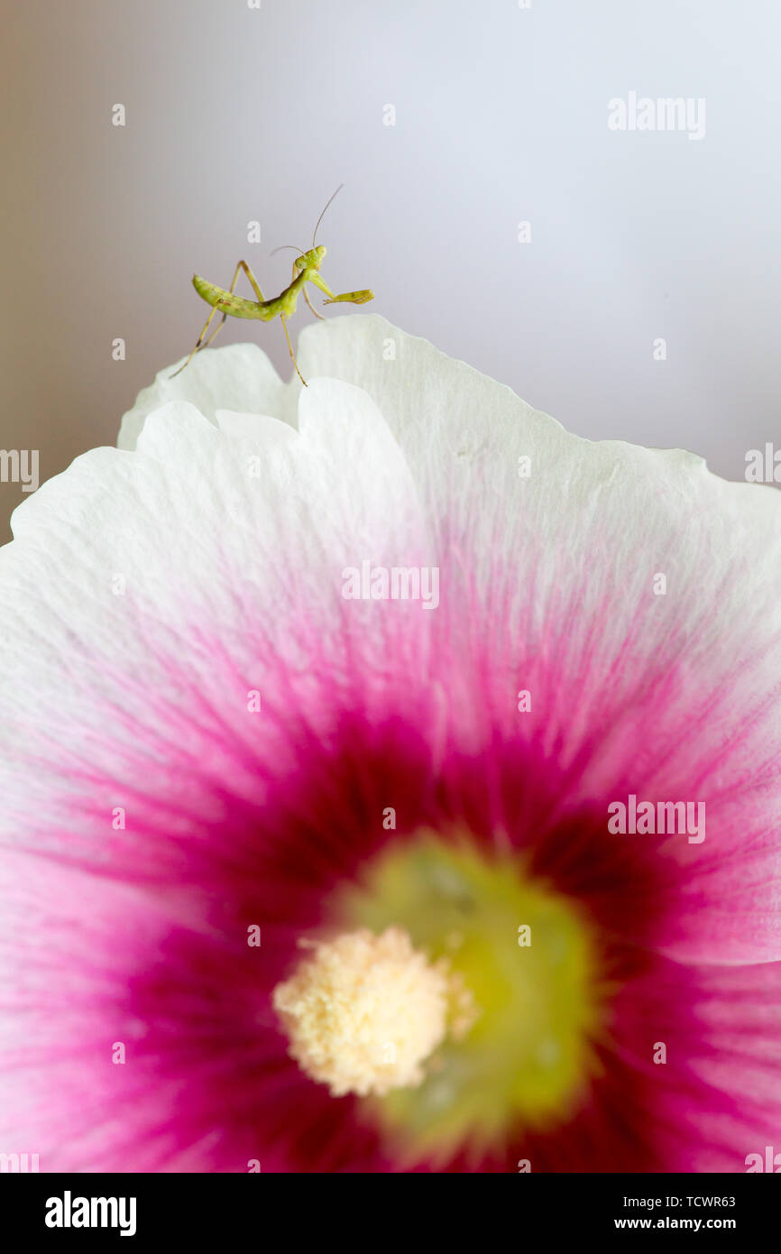 Gold Mantis High Resolution Stock Photography and Images - Alamy