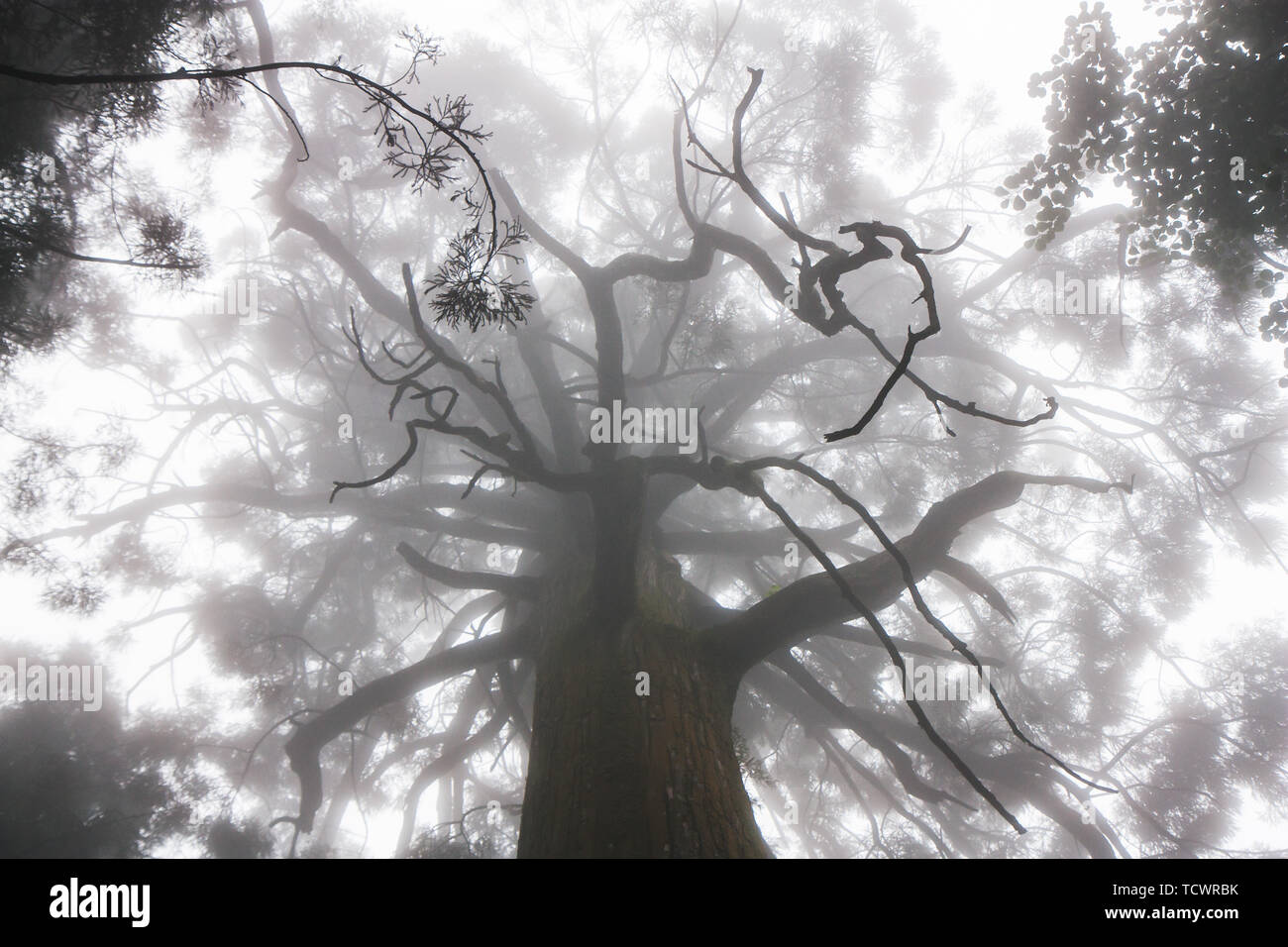 Big tree in the fog Stock Photo - Alamy