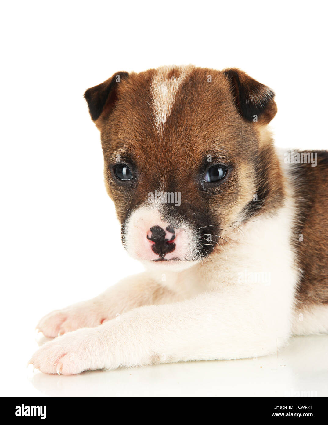 Beautiful little puppy isolated on white Stock Photo - Alamy