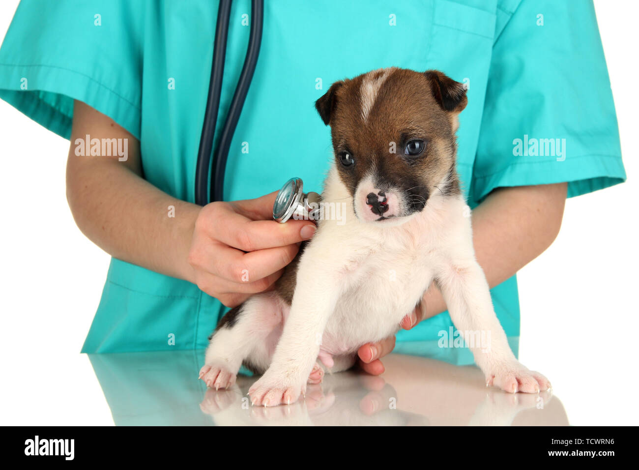 Beautiful little puppy on inspection by veterinarian isolated on white ...