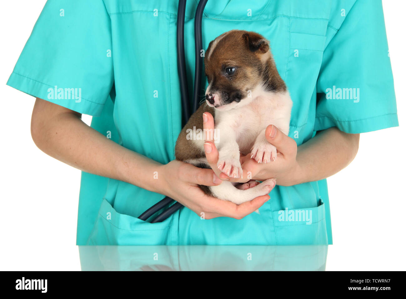 Beautiful little puppy on inspection by veterinarian isolated on white ...