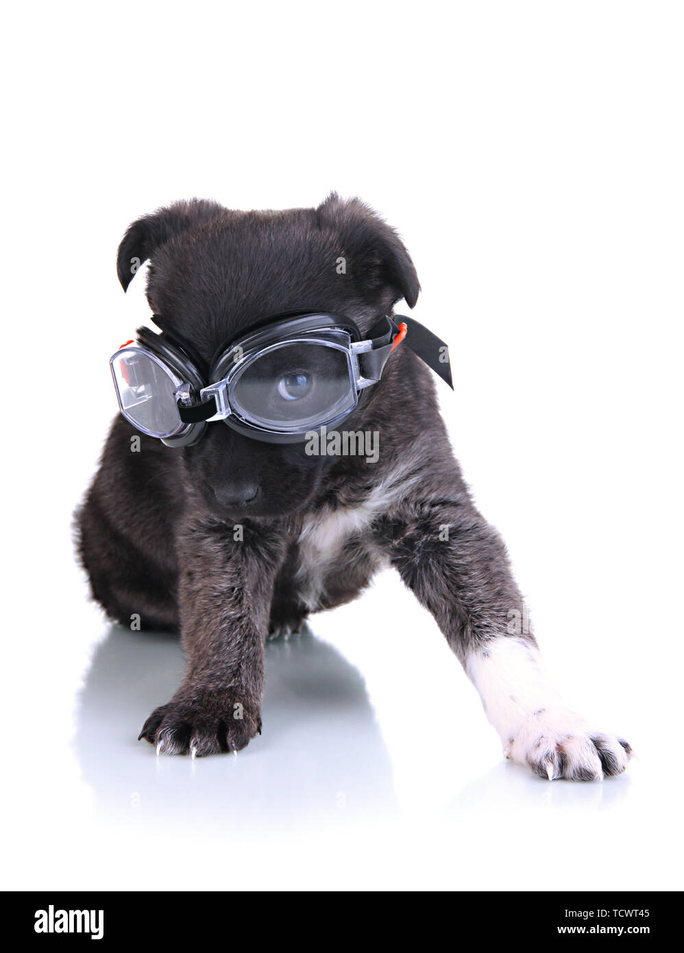 Cute puppy with swimming goggles isolated on white Stock Photo - Alamy