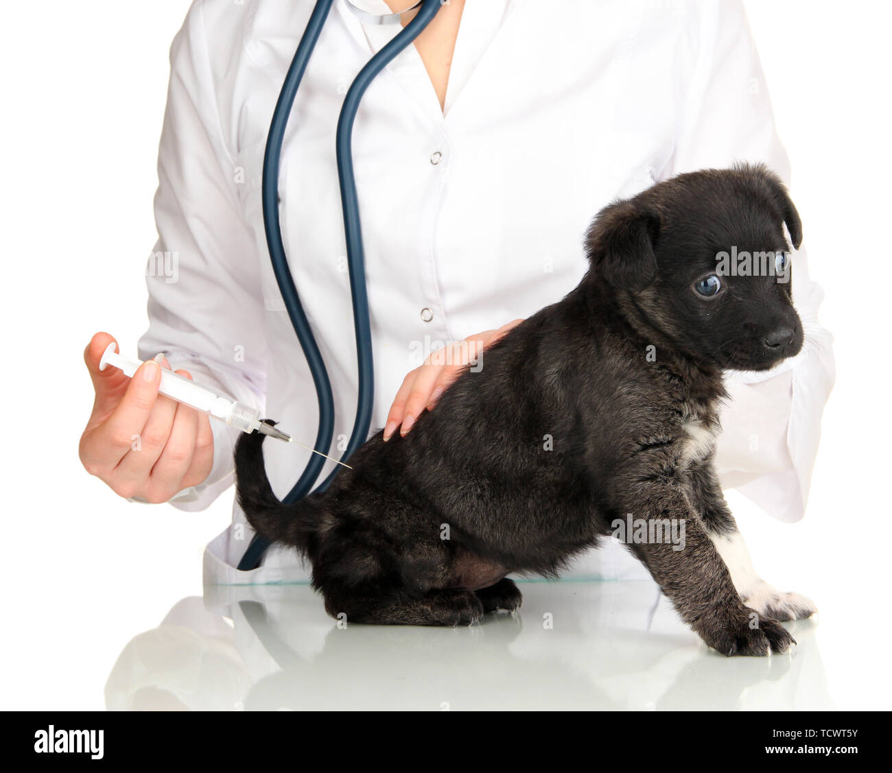Veterinary surgeon is giving vaccine to puppy Stock Photo - Alamy
