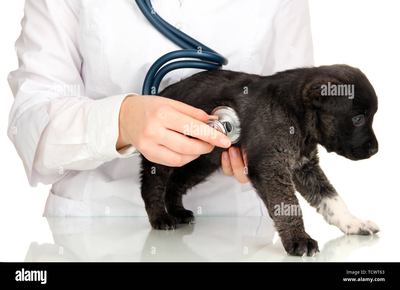 vet checking the heart rate of puppy isolated on white Stock Photo - Alamy