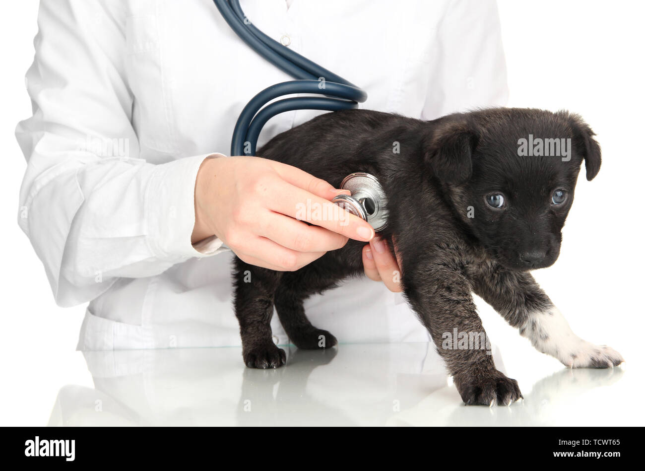 vet checking the heart rate of puppy isolated on white Stock Photo - Alamy