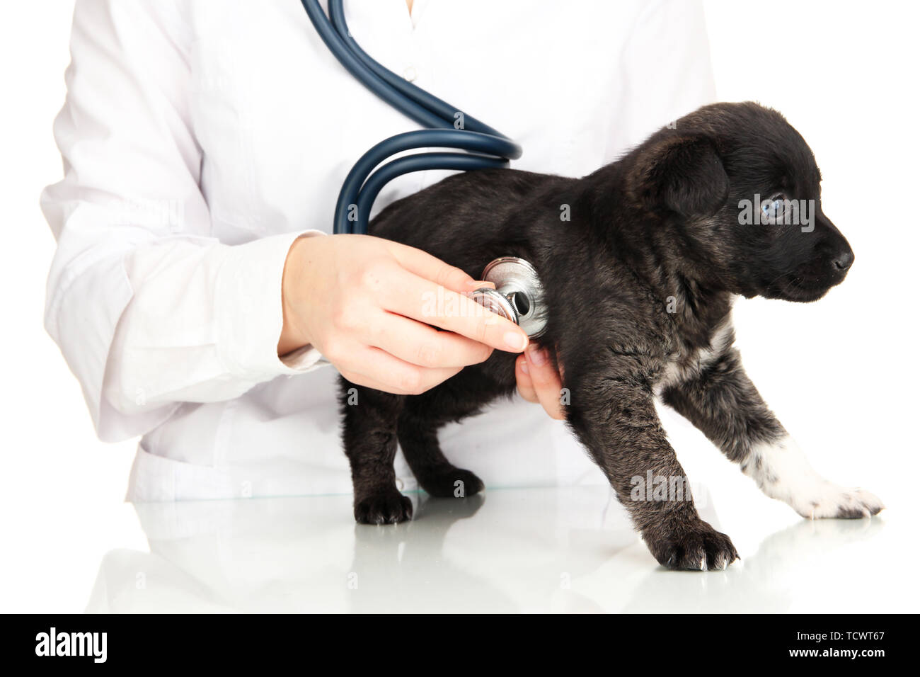 vet checking the heart rate of puppy isolated on white Stock Photo - Alamy