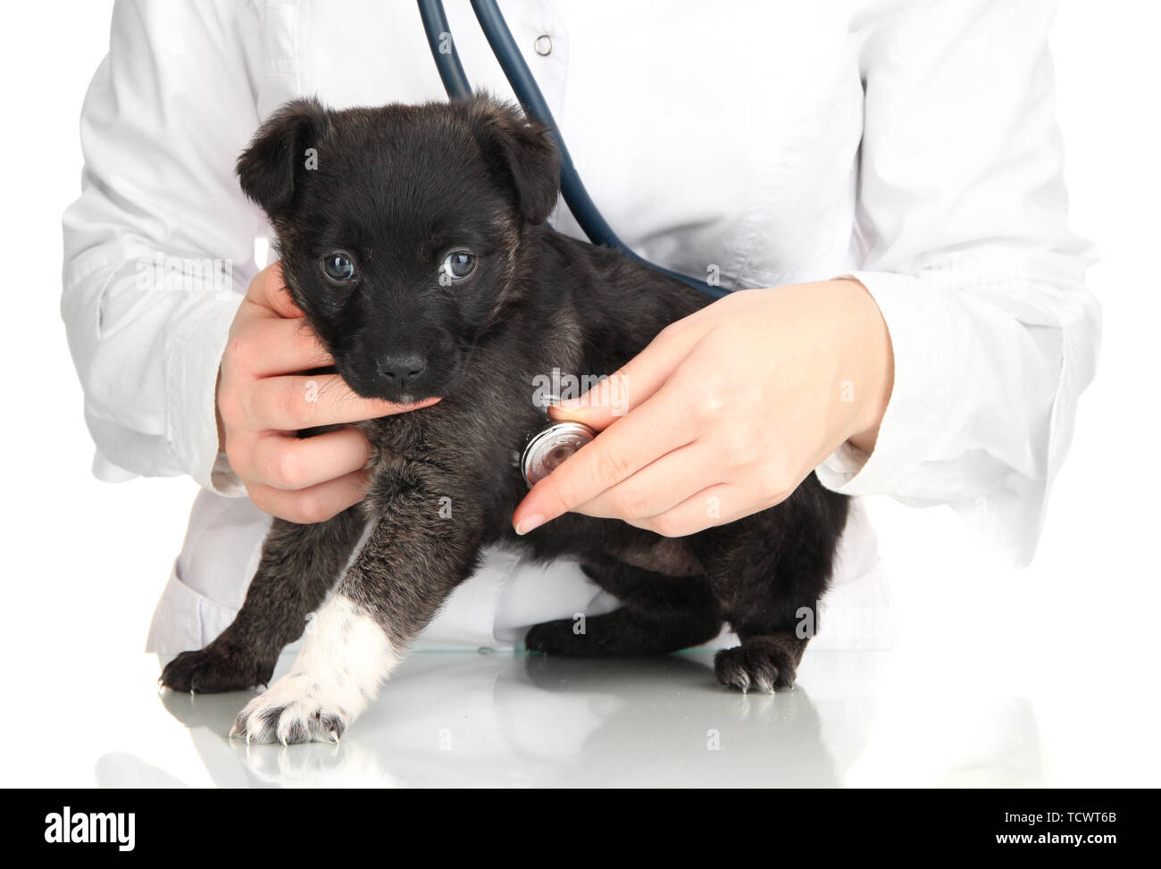 vet checking the heart rate of puppy isolated on white Stock Photo - Alamy