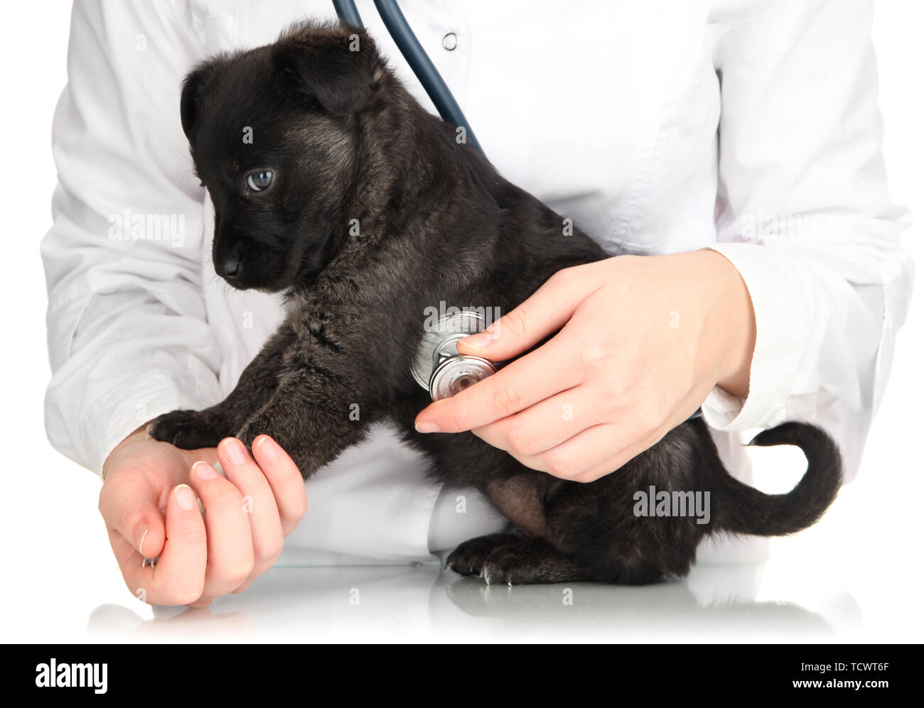 How Do You Check A Puppys Heart Rate