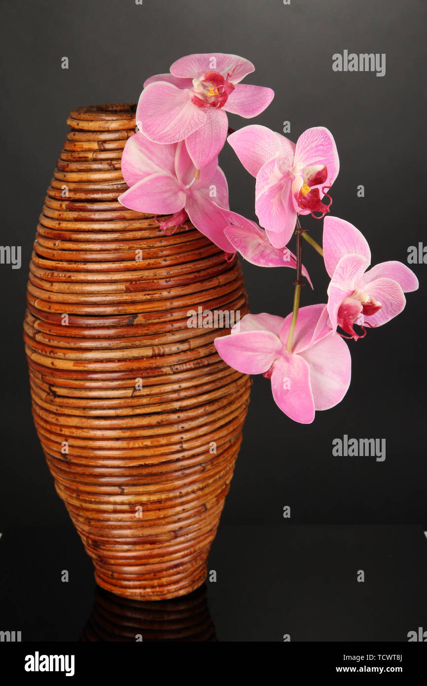 Japanese orchid tree hi-res stock photography and images - Alamy