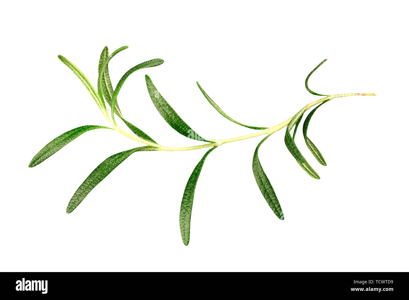 An elegant rosemary branch, isolated on a white background with a ...