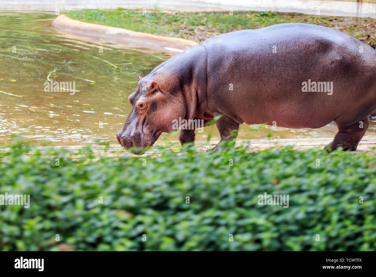 The hippo in the zoo Stock Photo - Alamy