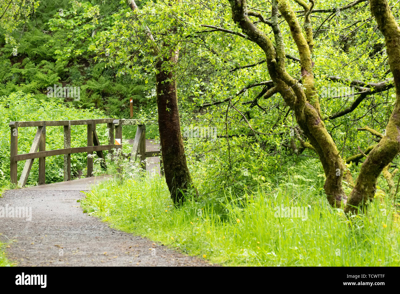Moss Covered Bridge High Resolution Stock Photography and Images - Alamy
