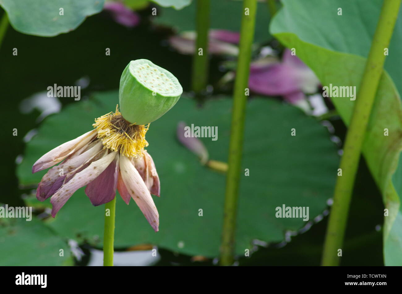 Lotus, Xia Ho, Lotus, Photography Stock Photo - Alamy