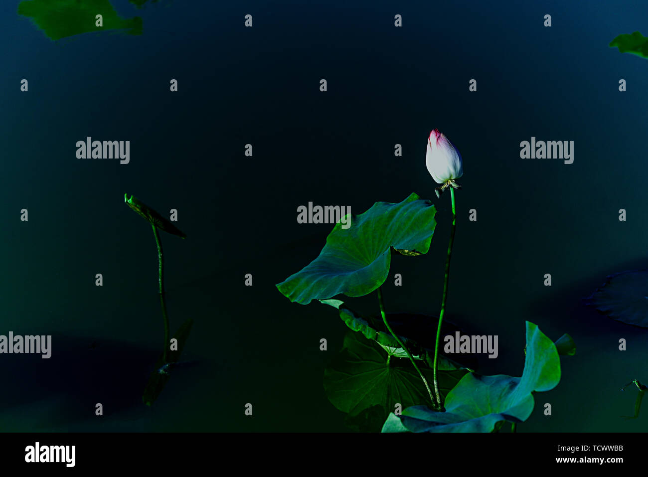 Light and shadow lotus Stock Photo - Alamy