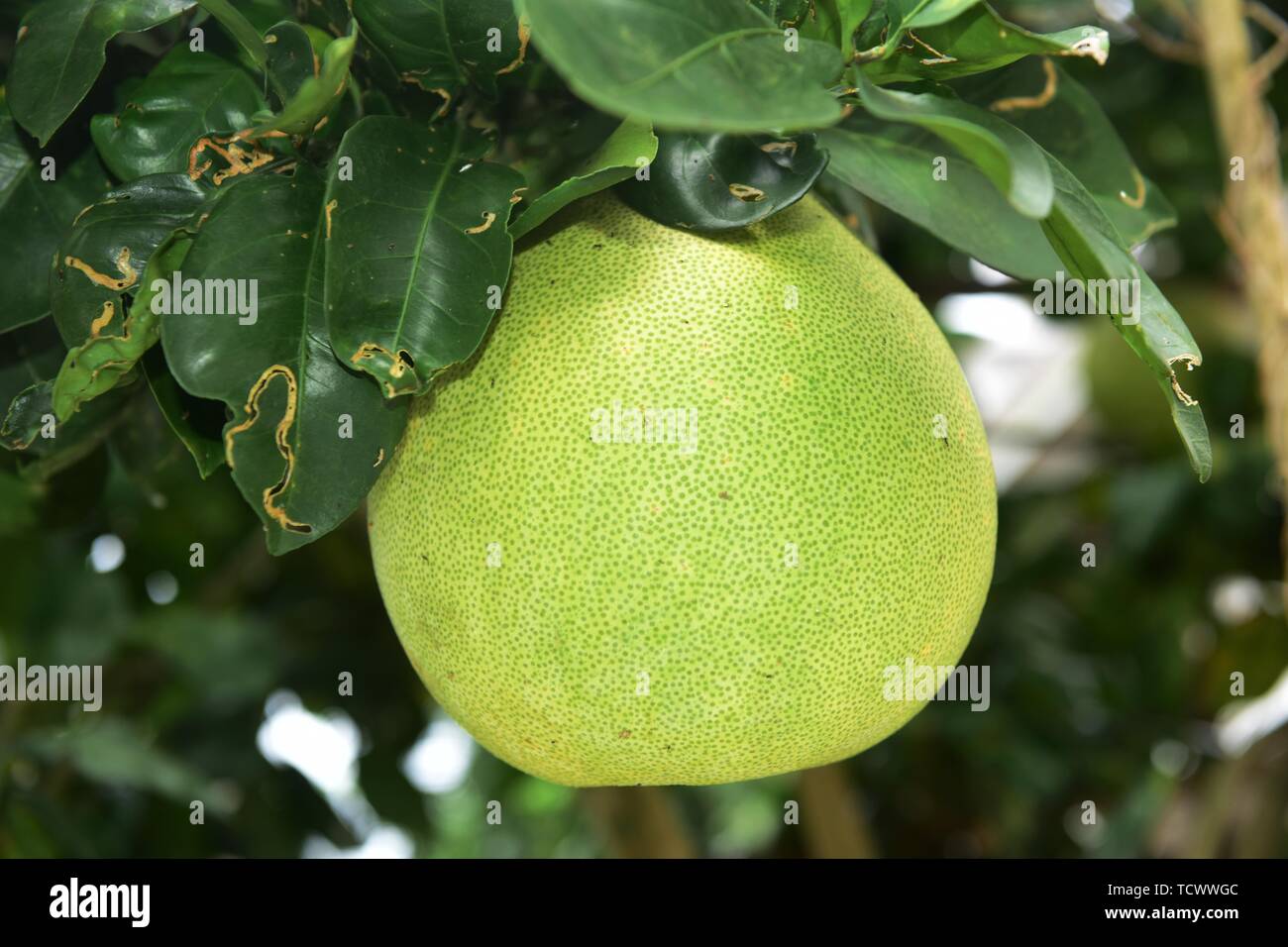 Pomelo planting hi-res stock photography and images - Alamy