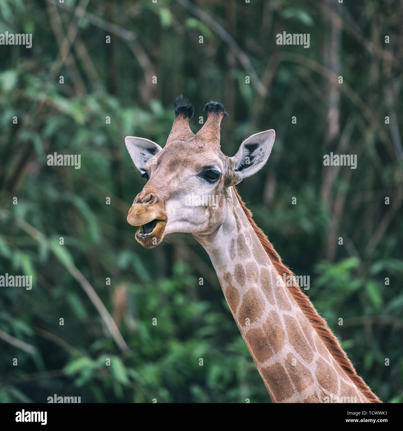 Giraffes and deer hi-res stock photography and images - Alamy