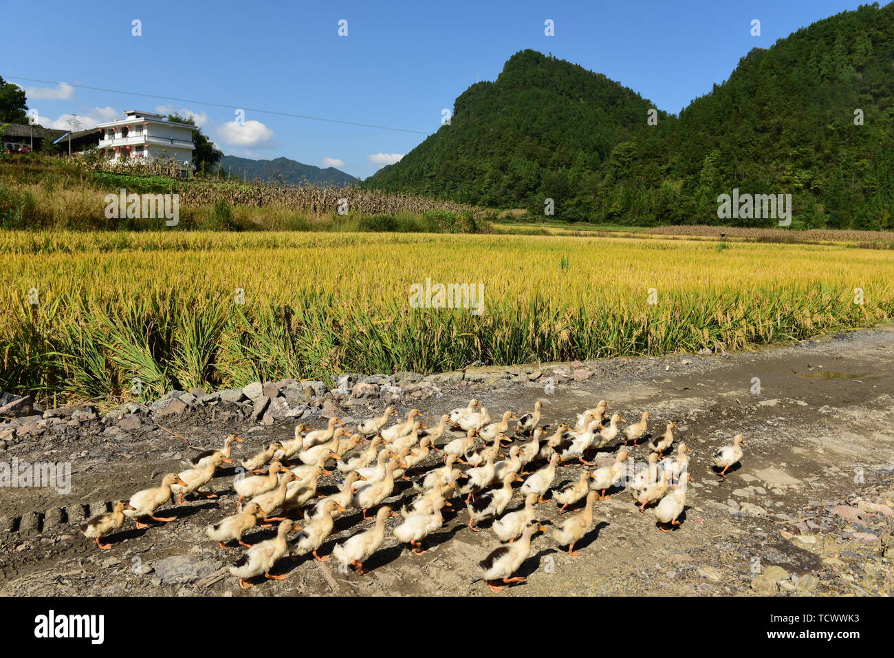 Spike ducks hi-res stock photography and images - Alamy