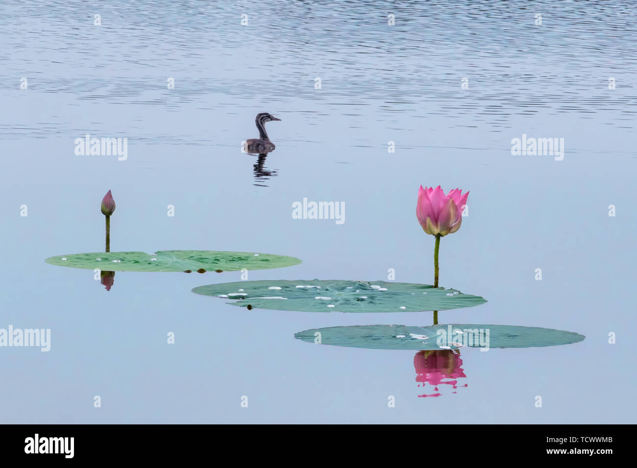 Lake lotus and birds Stock Photo - Alamy