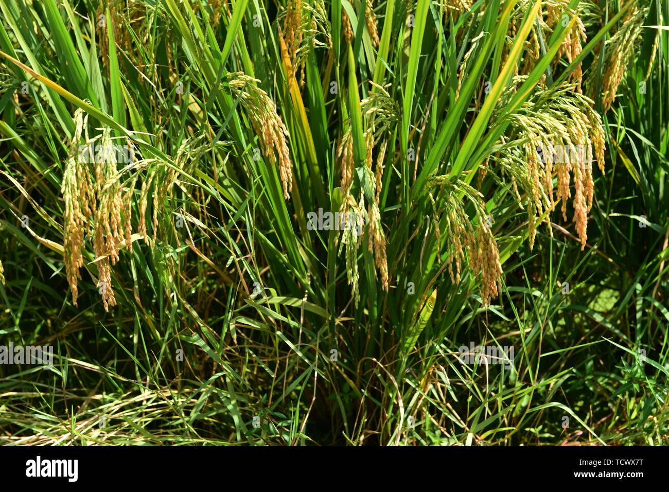 Mature spike hi-res stock photography and images - Alamy