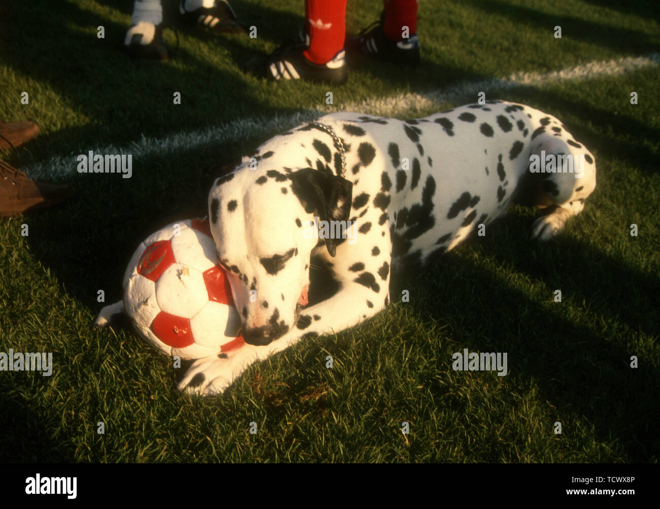 Los Angeles, California, USA 9th July 1994 A Dalmation attends the T.J ...