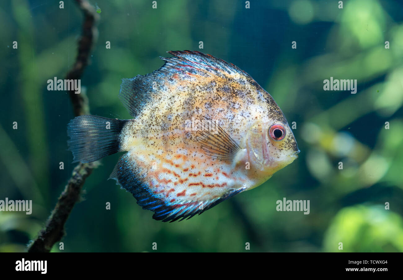The colorful fairy fish in the aquarium Stock Photo - Alamy